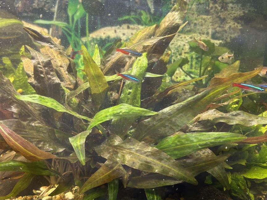 Растения для аквариума