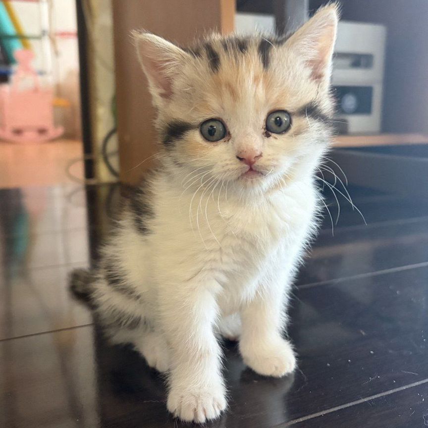 Шотландский прямоухий короткошёрстный котёнок