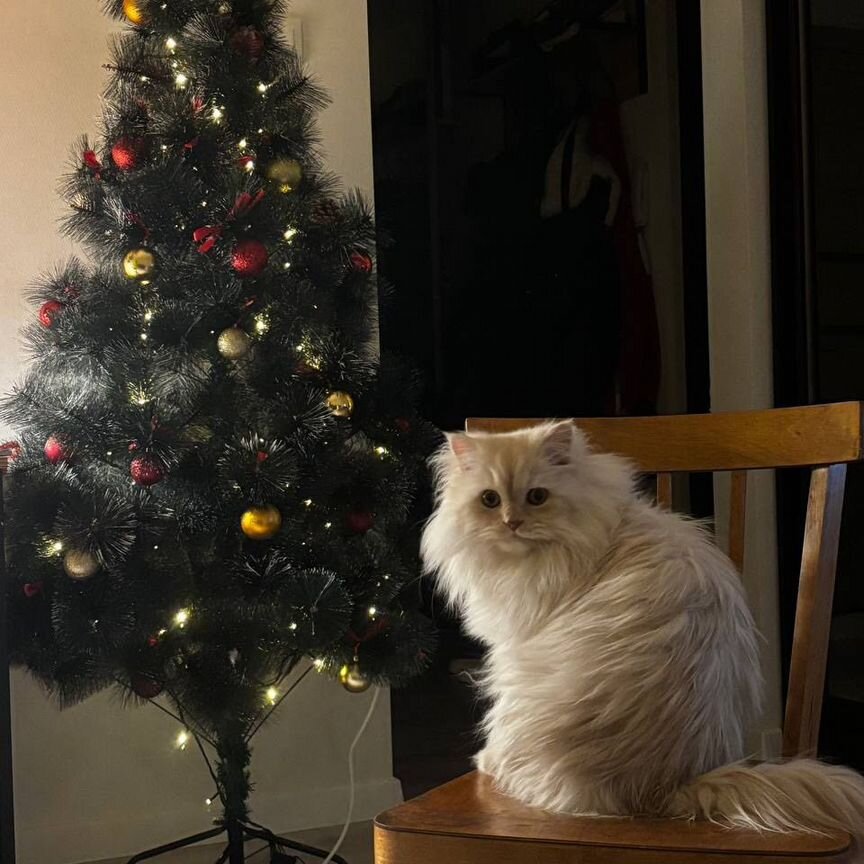 Котик в добрые руки