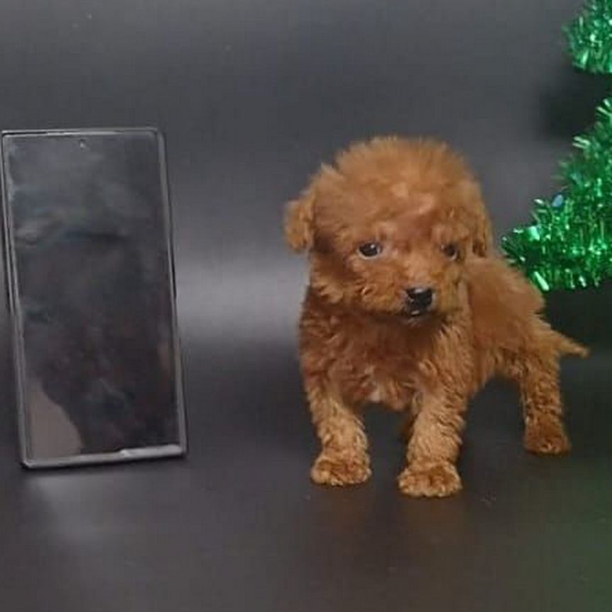 Той-пудель, щенок