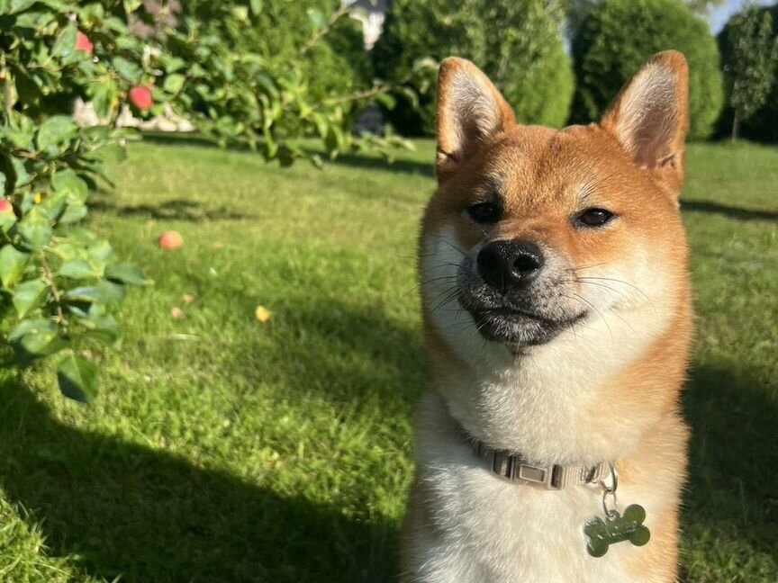 Сиба ину кобель вязка