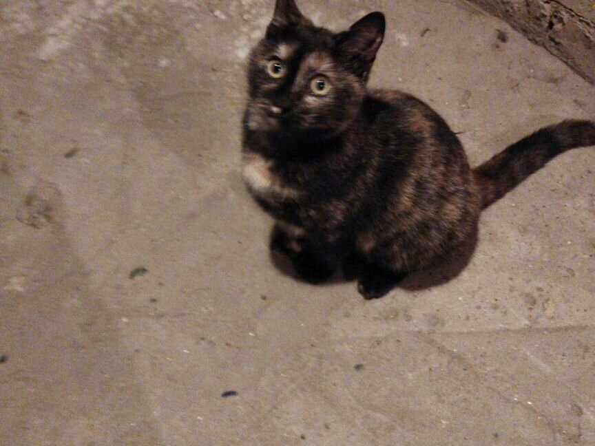 Кошечка черепашка