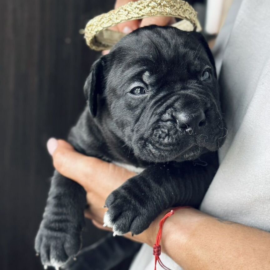 Кане Корсо - шикарный черный кобель