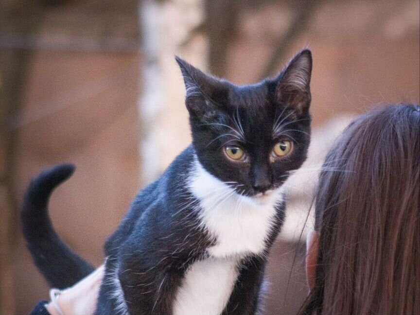 Кошка