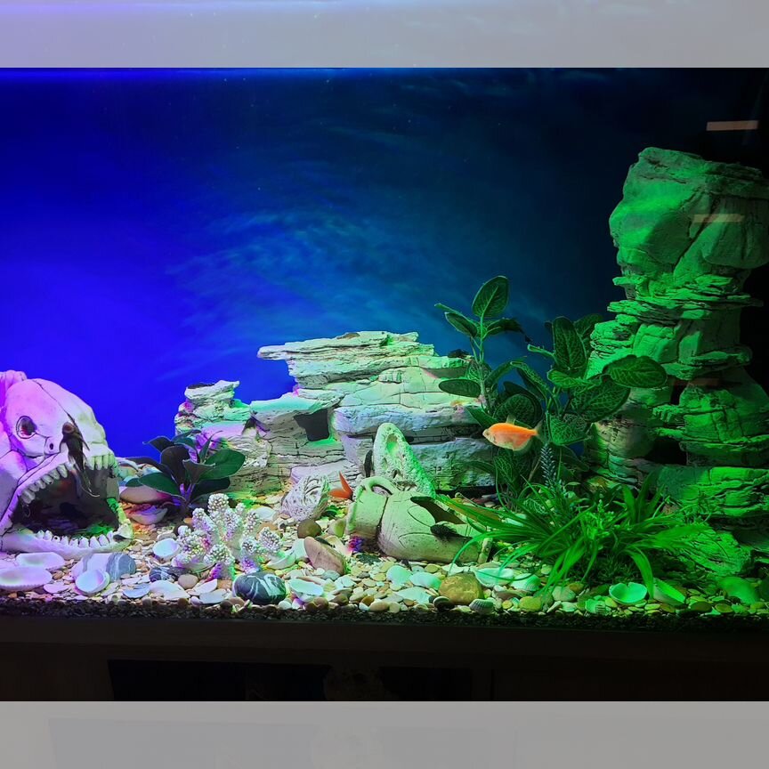 Аквариумные рыбы