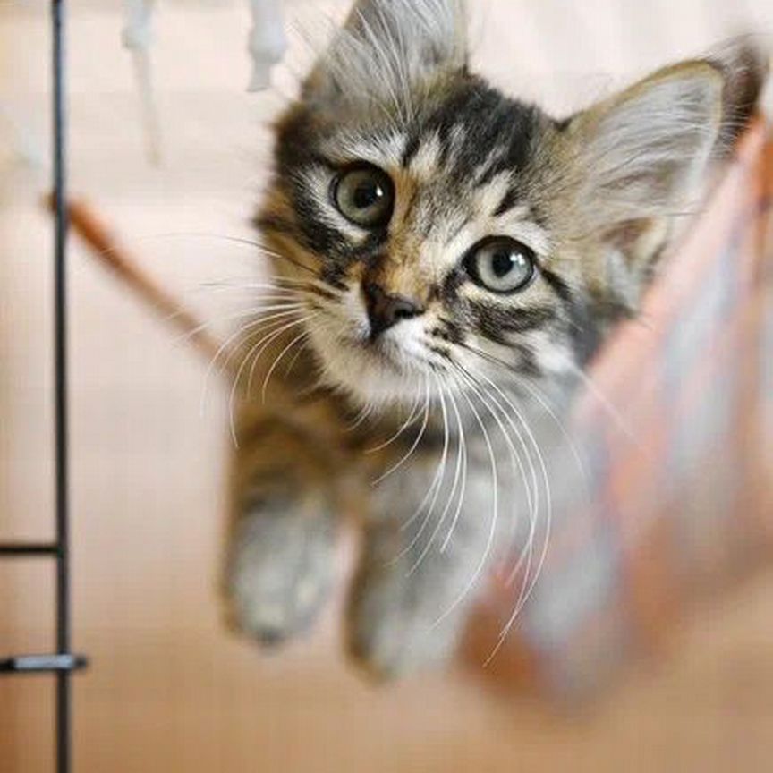 Славный полосатый помпончик Пушок