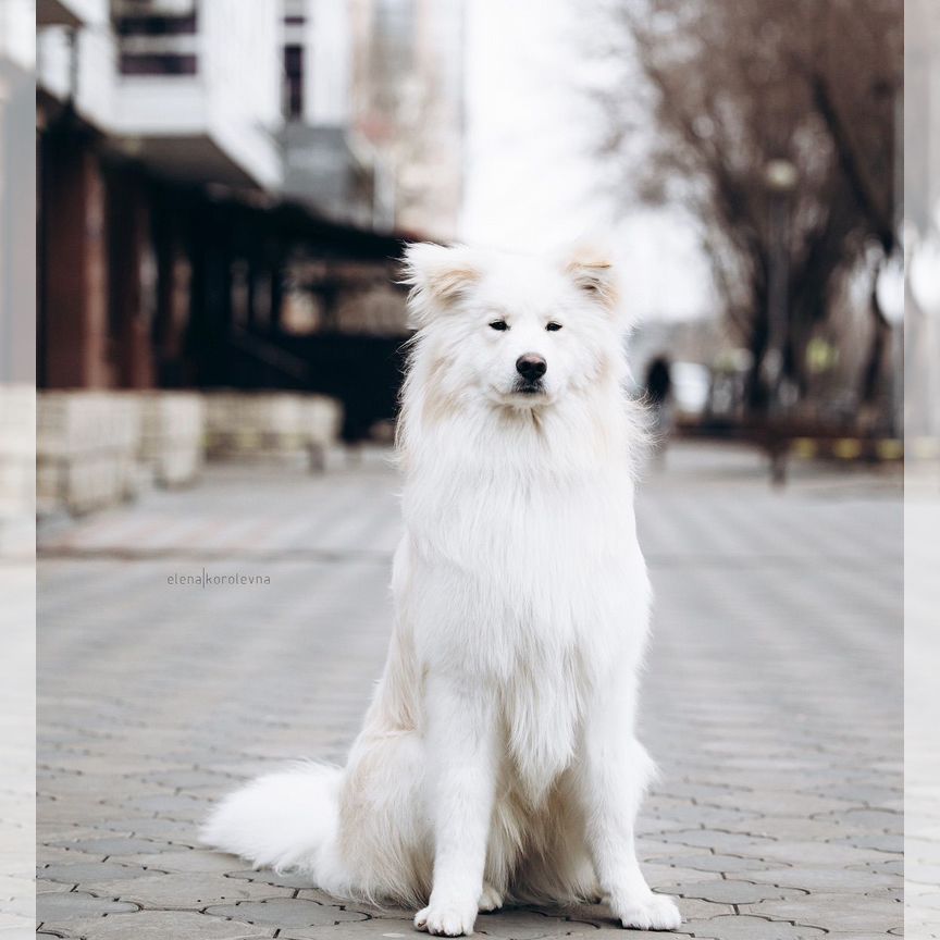 Самоедская собака, щенок из приюта