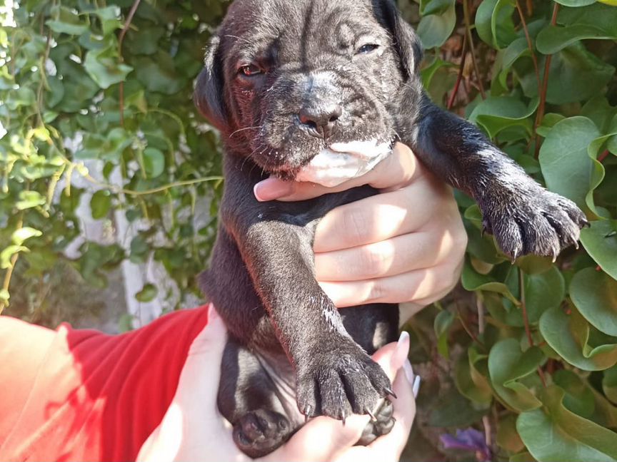 Щенки Кане-корсо