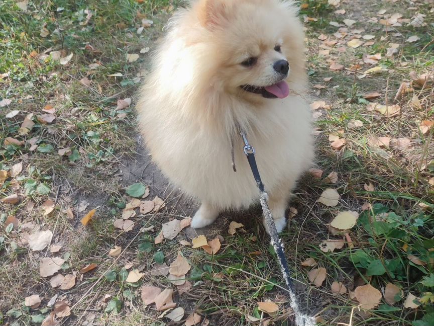 Вязка с немецким шпицем