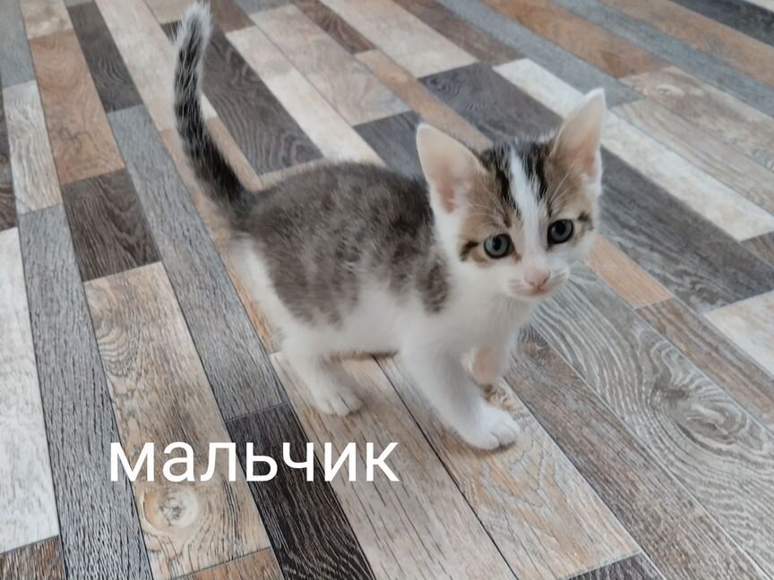 Котята