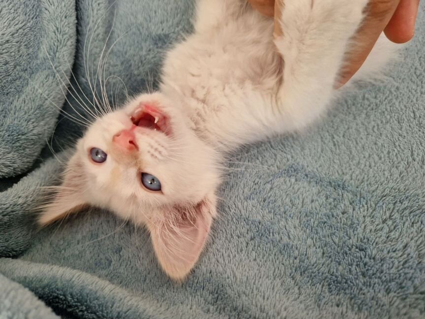 Котята турецкой ангоры