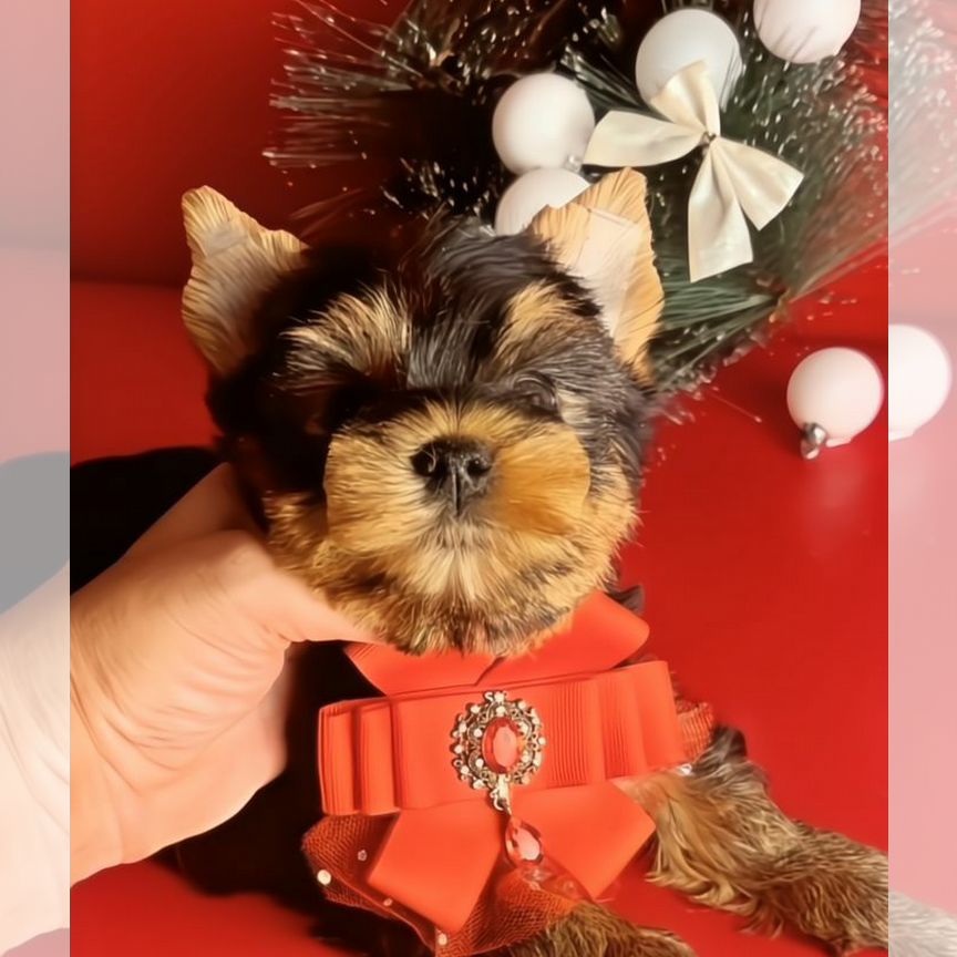 Йоркширский терьер, щенок