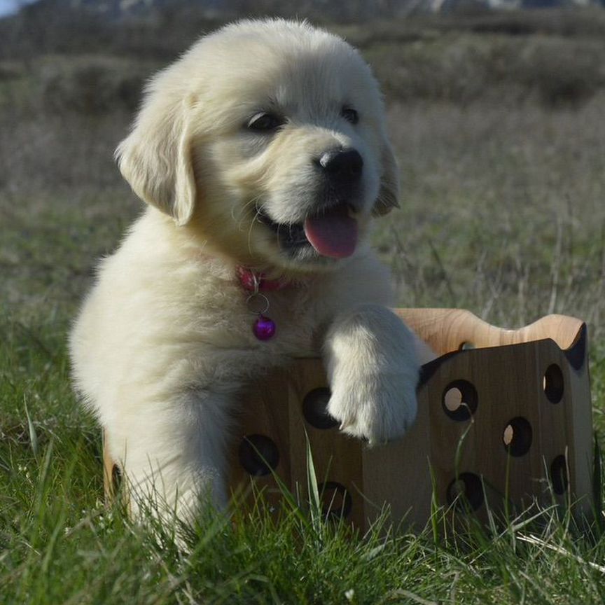 Золотистый ретривер, щенок