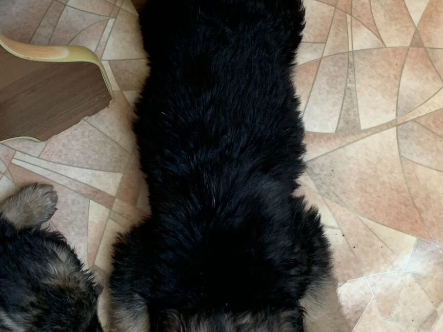 Щенки немецкой овчарки