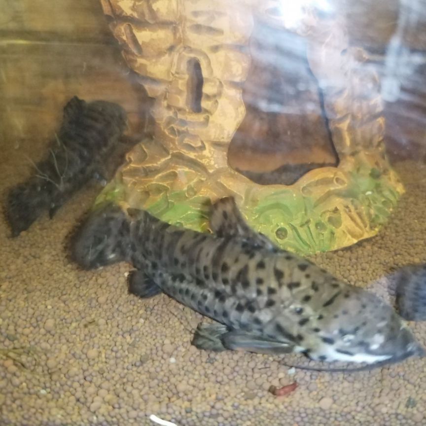 Сом таракатум