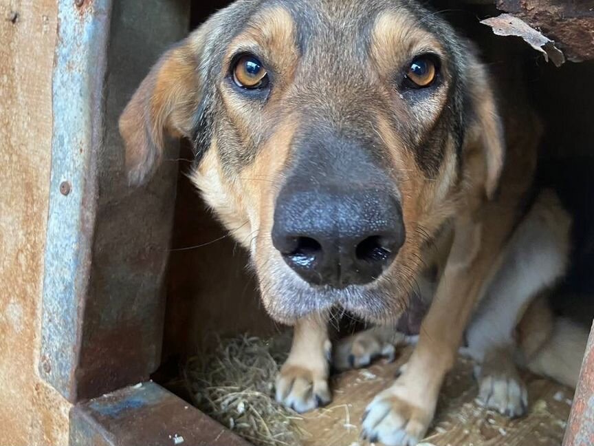 Собака в добрые руки Луша