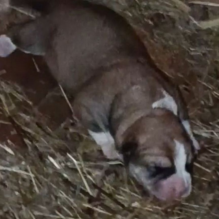 Американская акита, щенок