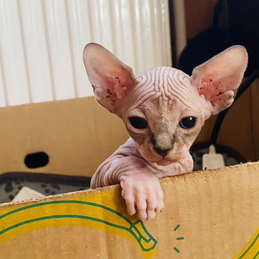 Канадский сфинкс котёнок