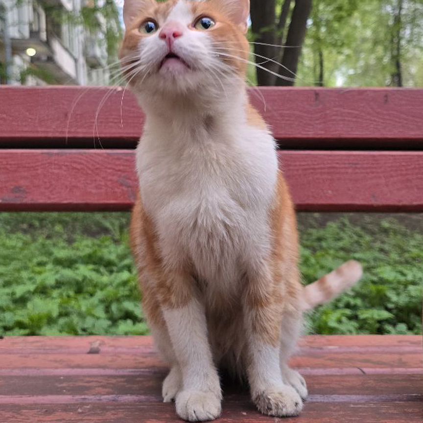 Взрослый кот в добрые руки