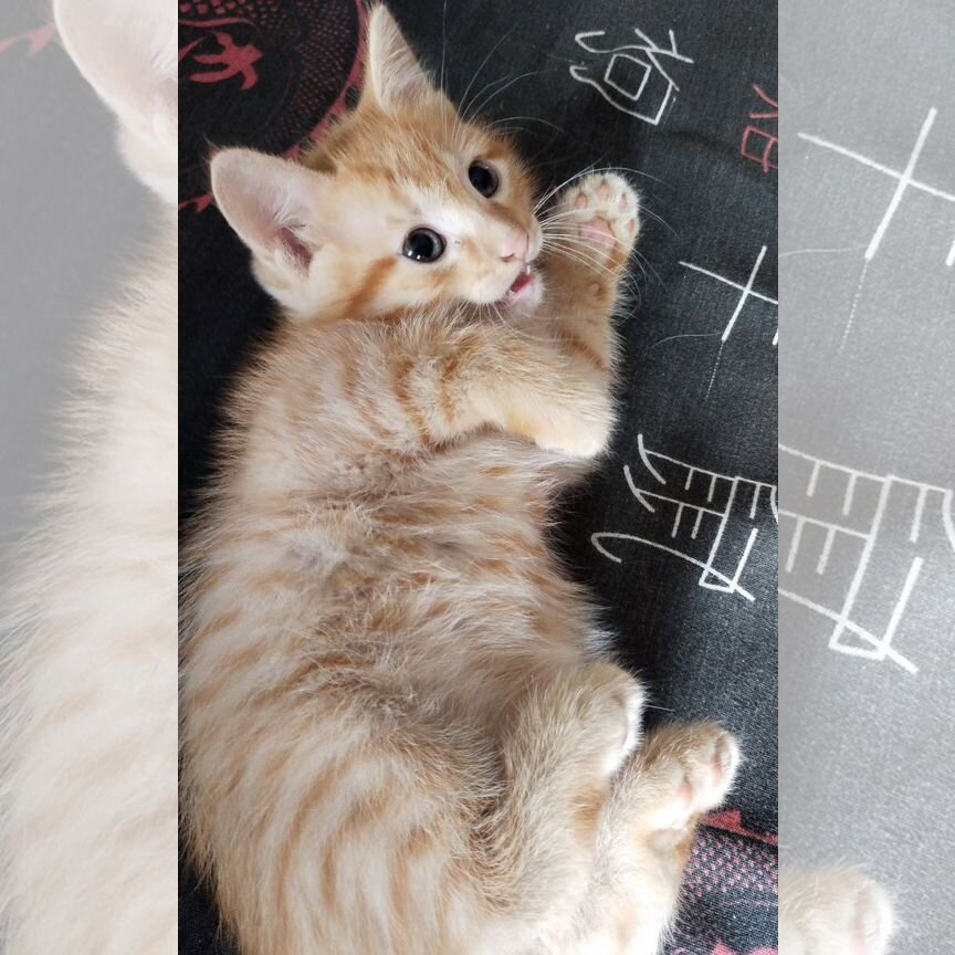 Котёнок в добрые руки