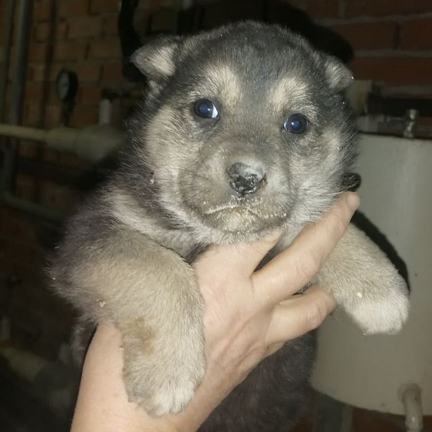 Щенок в добрые руки