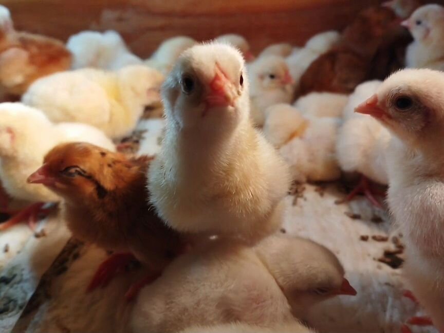 Цыплята суточные