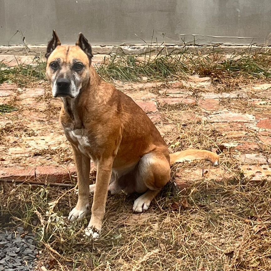 Собака в добрые руки