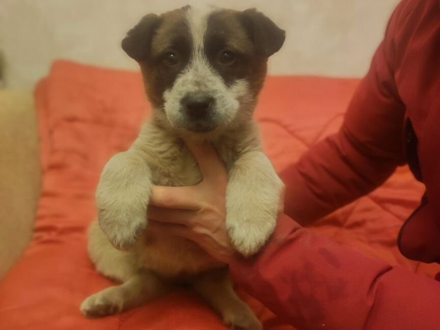 Собака щенок сука 2мес