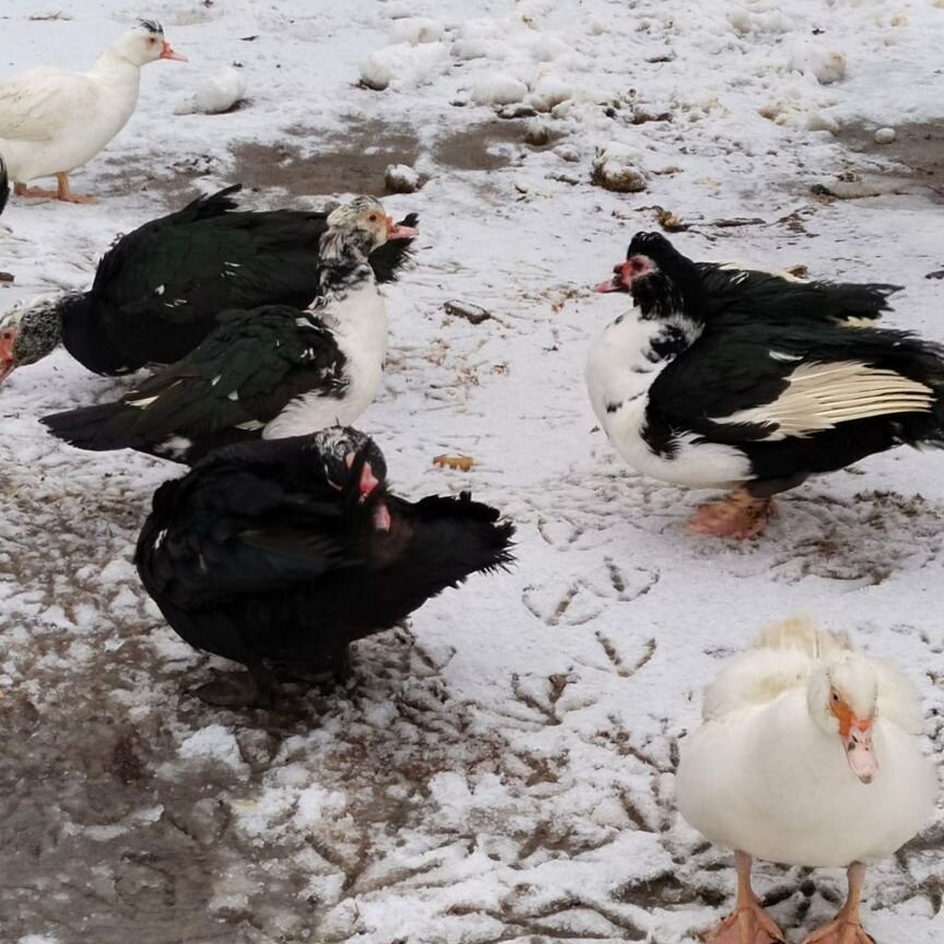 Мускусные утки