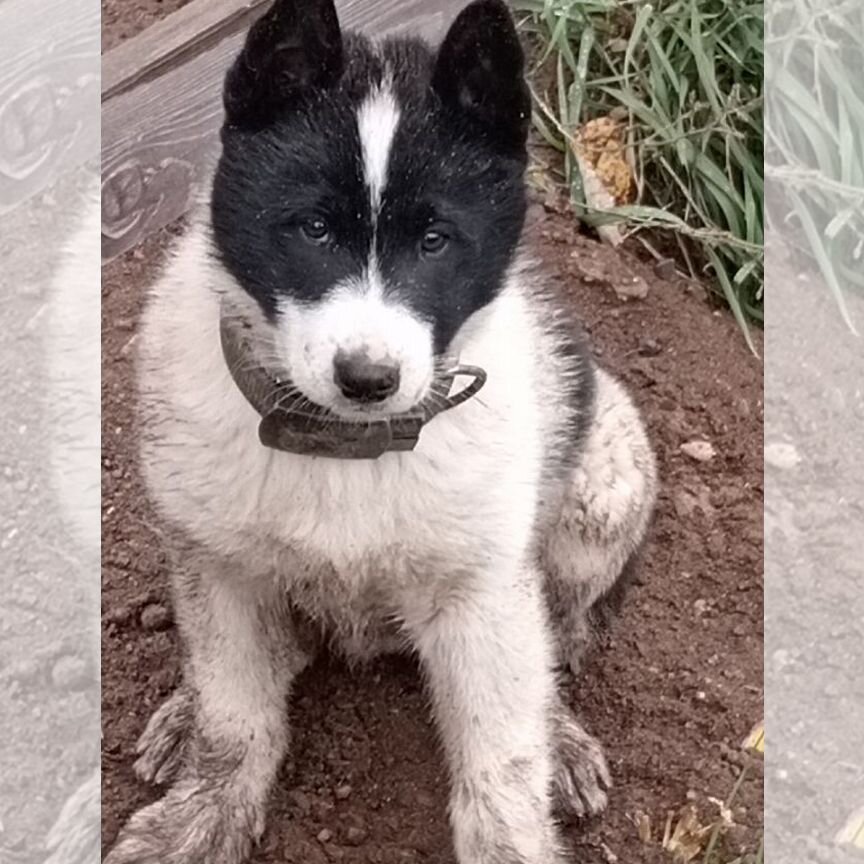 Восточносибирская лайка, щенок