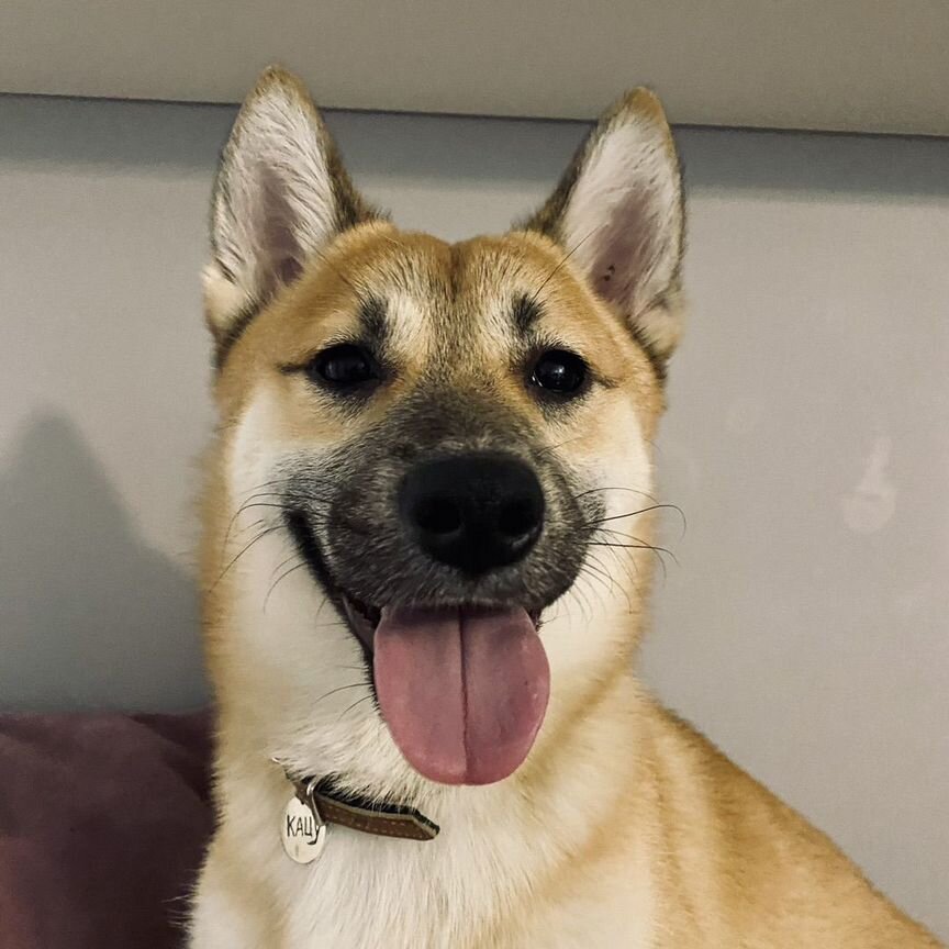 Отдам в добрые руки сиба ину