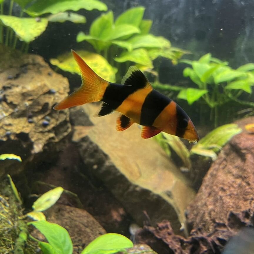Рыбка аквариумная Боция