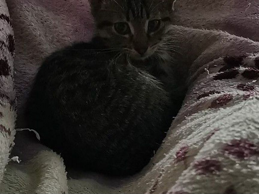 Котенок в добрые руки