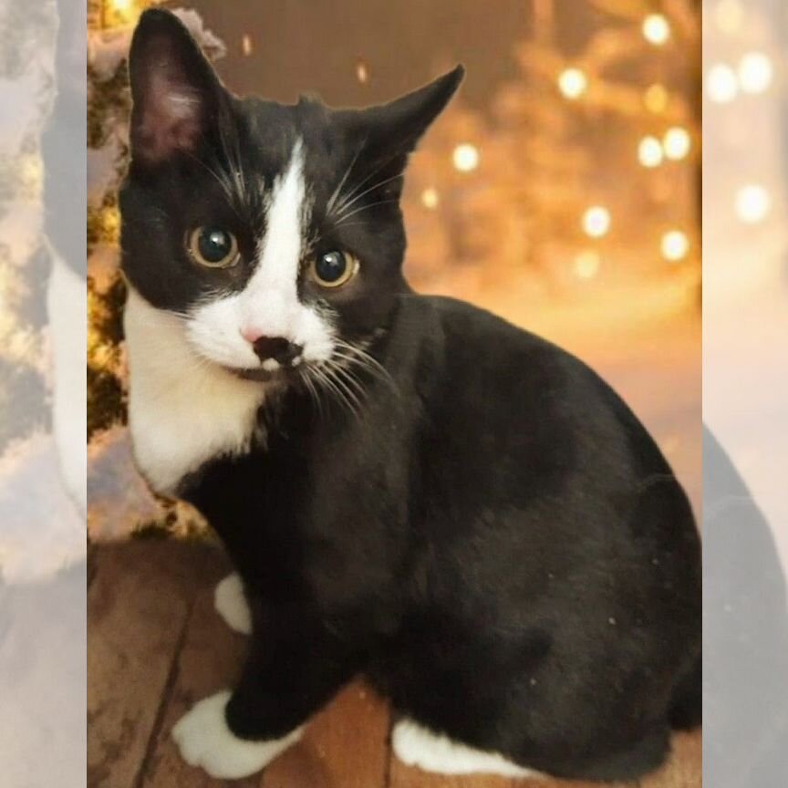 Европейский короткошёрстный котёнок