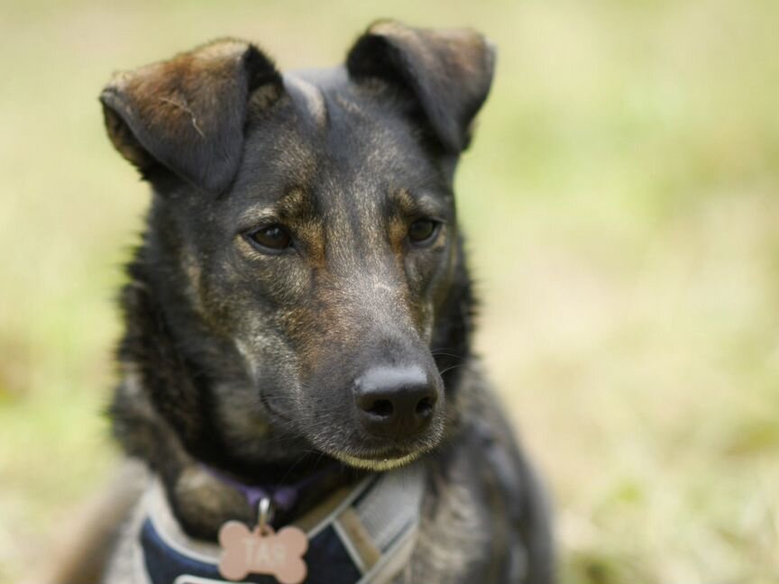 Собака Тая в добрые руки