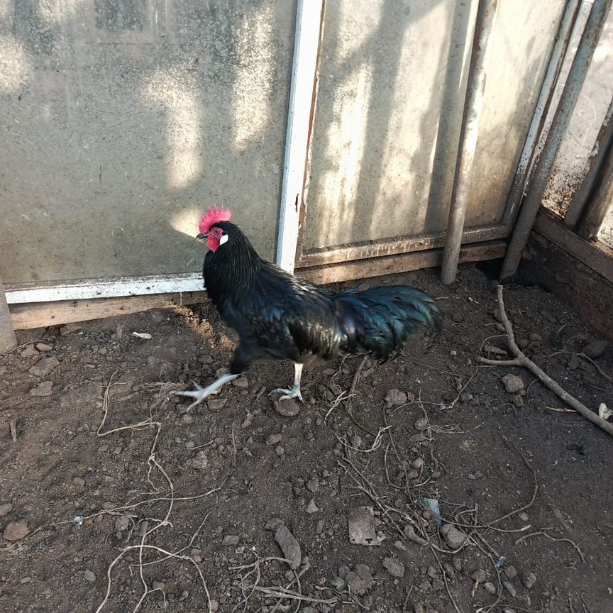 Петух, порода минорка