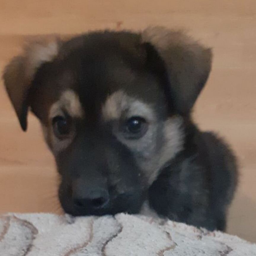 Щенок в добрые руки