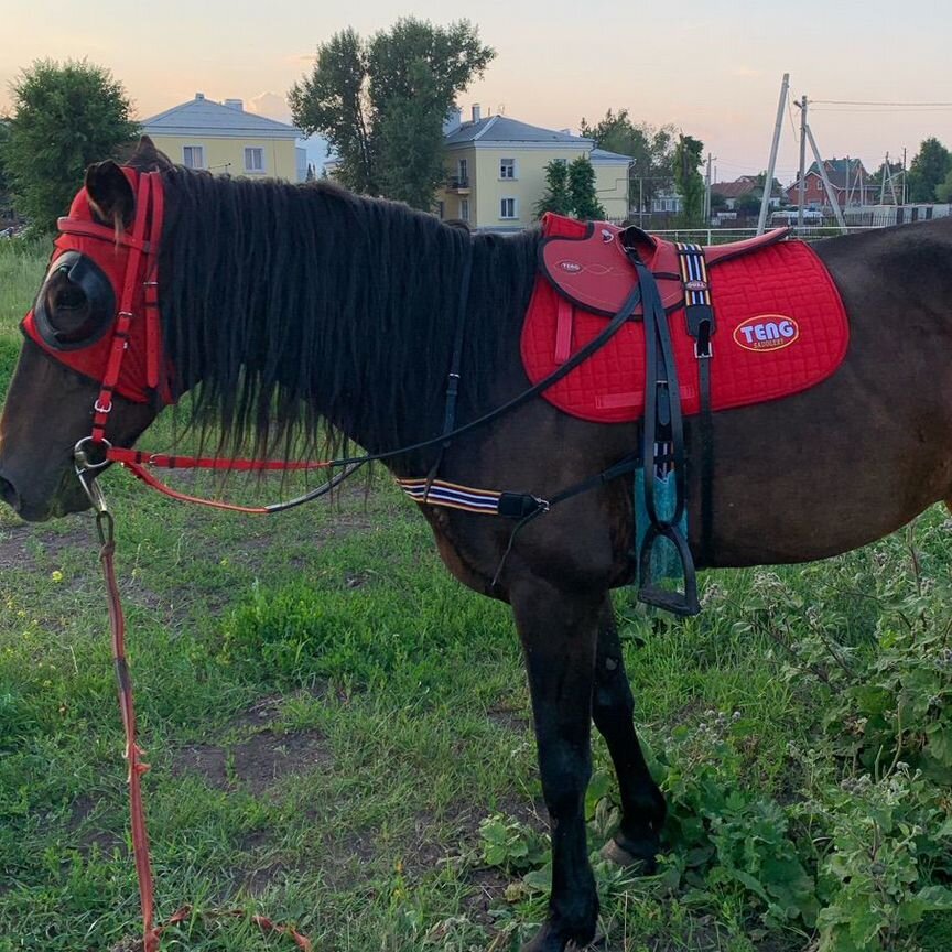 Скаковое седло в сборе