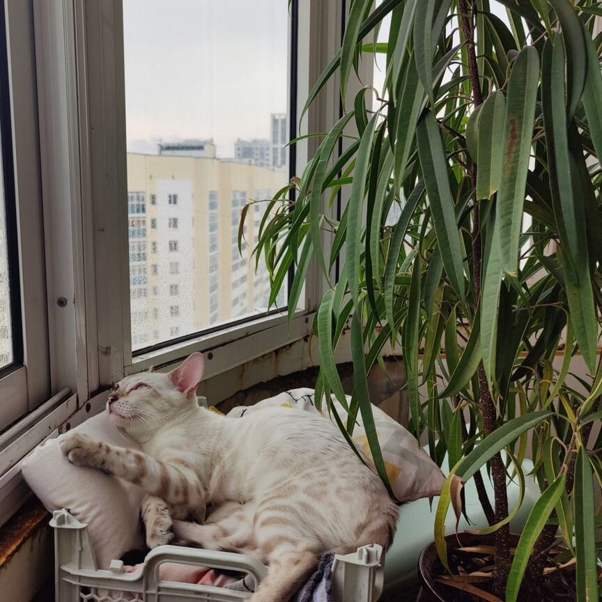 Бенгальская, взрослая кошка