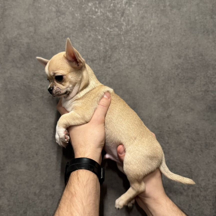 Щенок Чихуахуа