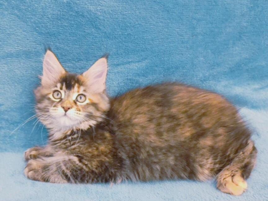 Котёнок мейнкунчик