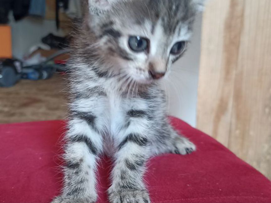 Кошка