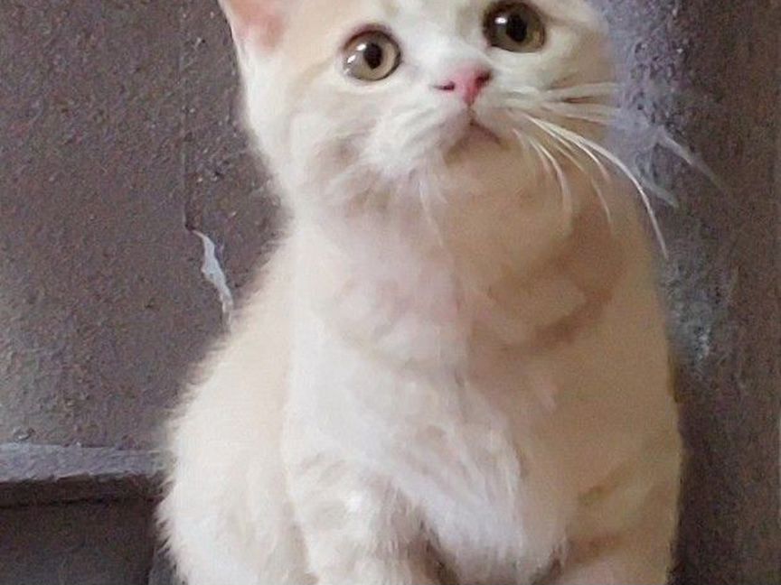 Кремовый британский котенок