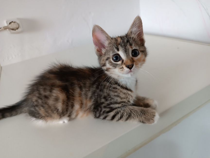Котята