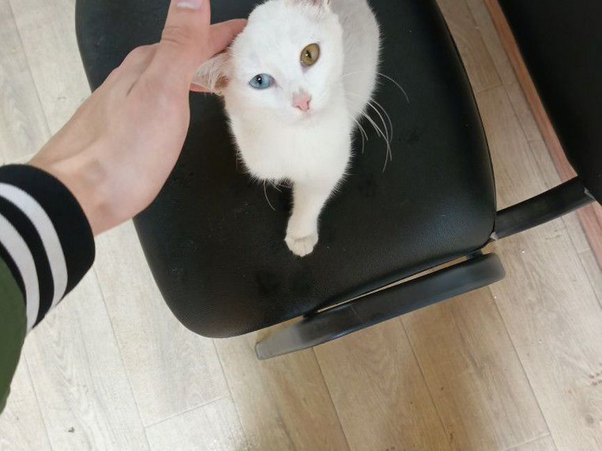 Брошенный котëнок