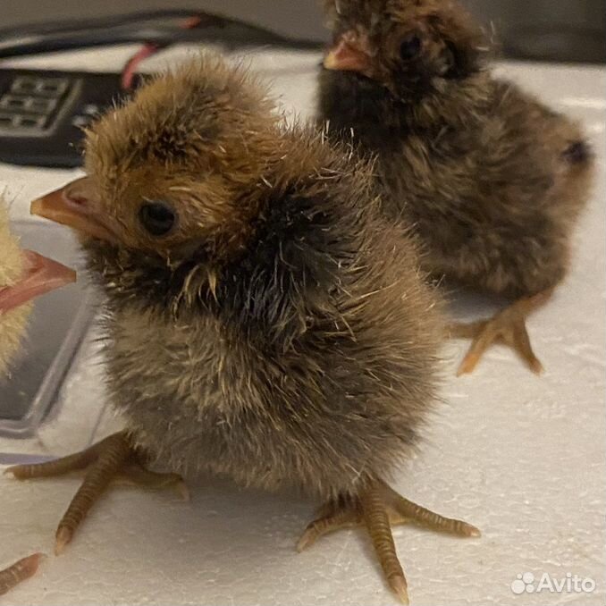 Цыплята Падуана золотые и шамоа