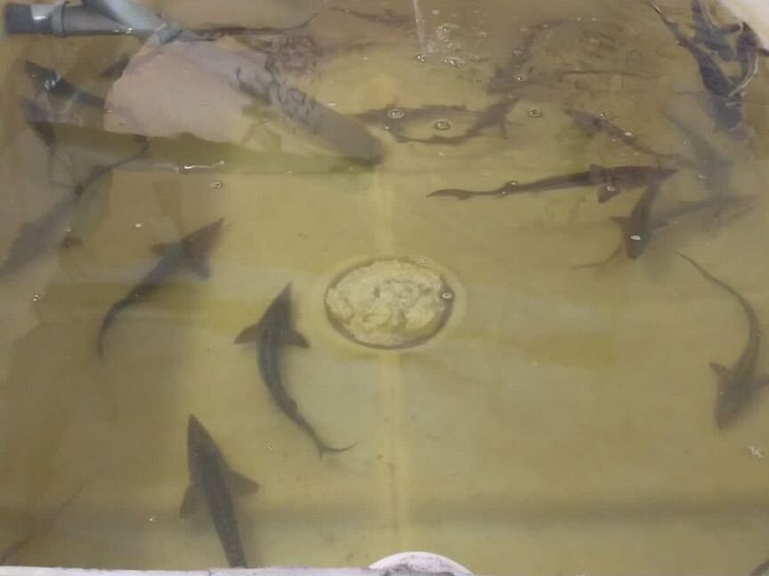 Узв для разведения рыбы