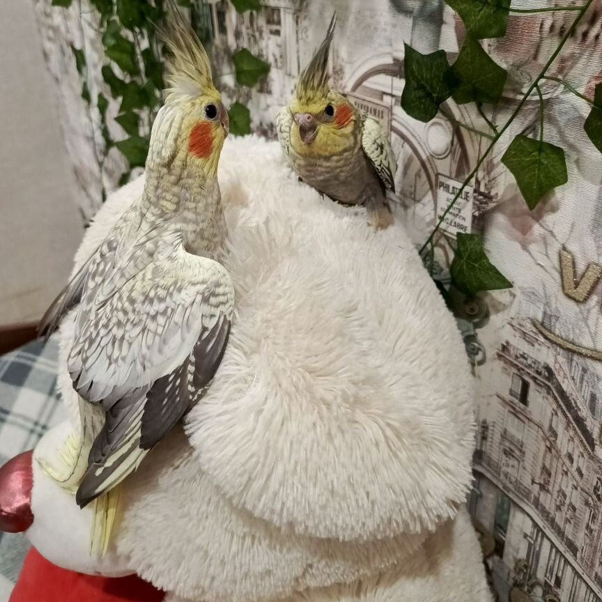 Попугай корелла птенец
