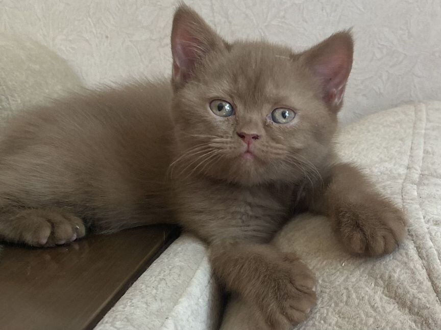 Британские котята