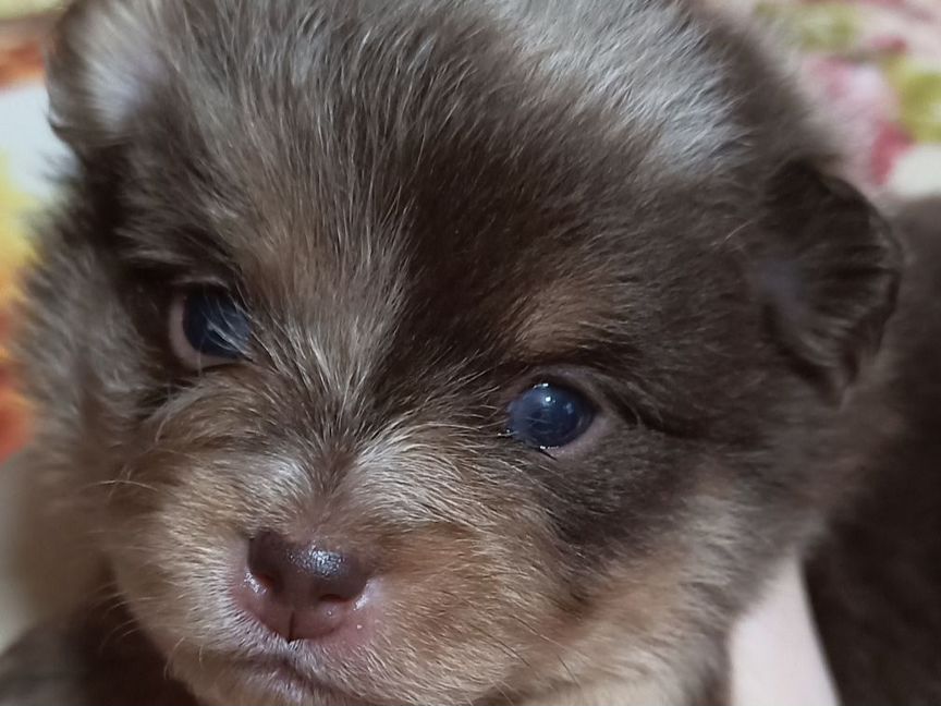 Щенки шпица